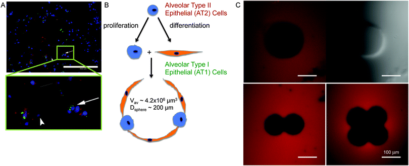 Responsive culture platform to examine the influence of ...