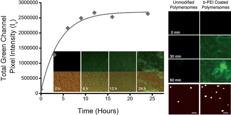 Well-defined polymeric vesicles with high stability and modulation of ...