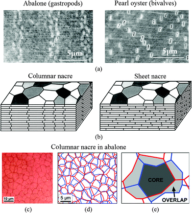 Hierarchical structure and mechanical properties of nacre: a review ...