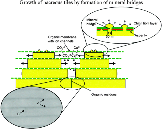 Hierarchical structure and mechanical properties of nacre: a review ...