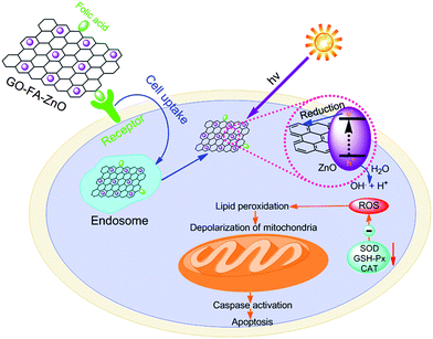 Folic acid -conjugated graphene –ZnO nanohybrid for Folic acid -conjugated graphene –ZnO nanohybrid for