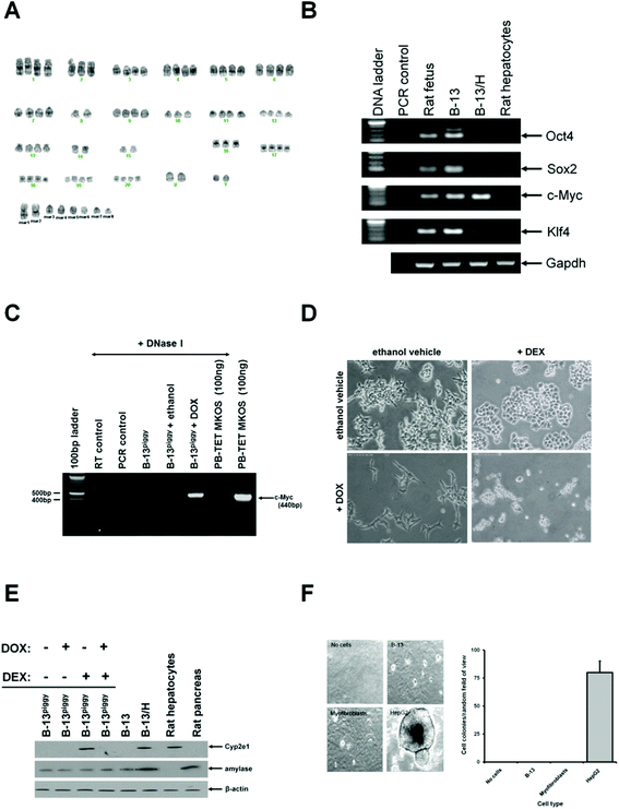 The B-13 hepatocyte progenitor cell resists pluripotency induction and ...