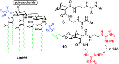 Conformationally preorganised hosts for anions using norbornane and ...
