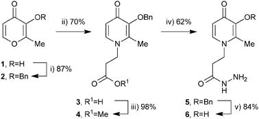 Multicellular aggregation of maltol-modified cells triggered by Fe 3 ...