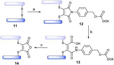 Acid-cleavable thiomaleamic acid linker for homogeneous antibody– drug ...