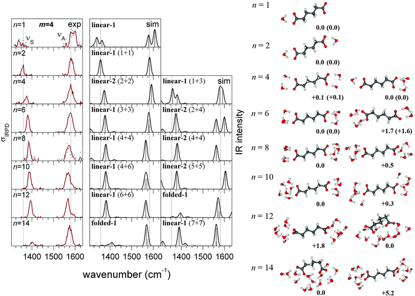 Solvent-mediated folding of dicarboxylate dianions: aliphatic chain ...