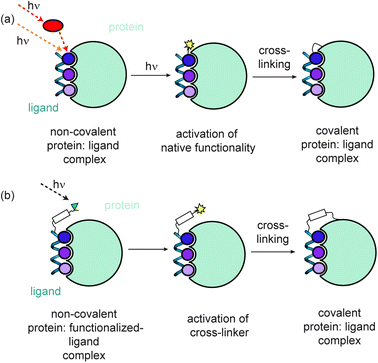 Photo-induced covalent cross-linking for the analysis of biomolecular ...
