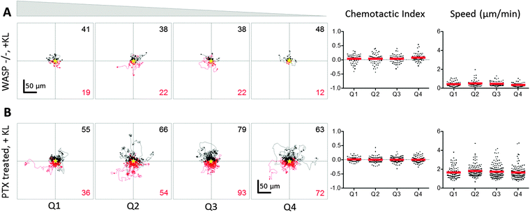 Complex chemoattractive and chemorepellent Kit signals revealed by ...