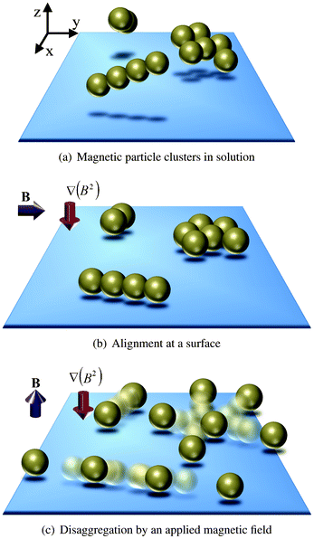 Disaggregation of microparticle clusters by induced magnetic dipole ...