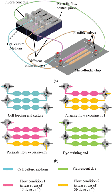 Study of endothelial cell apoptosis using fluorescence resonance energy ...