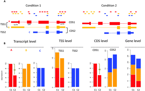 RNA-seq data analysis at the gene and CDS levels provides a ...