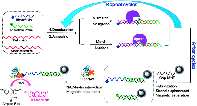 Ultrasensitive single- nucleotide polymorphism detection using target ...