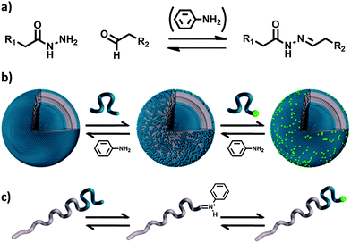 Dynamically functionalized polymersomes via hydrazone exchange ...