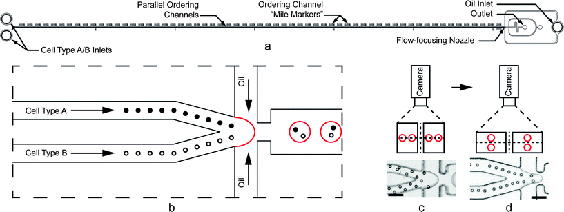 High-throughput co-encapsulation of self-ordered cell trains: cell pair ...