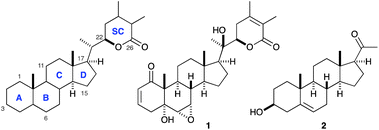 Withanolide A: synthesis and structural requirements for neurite ...