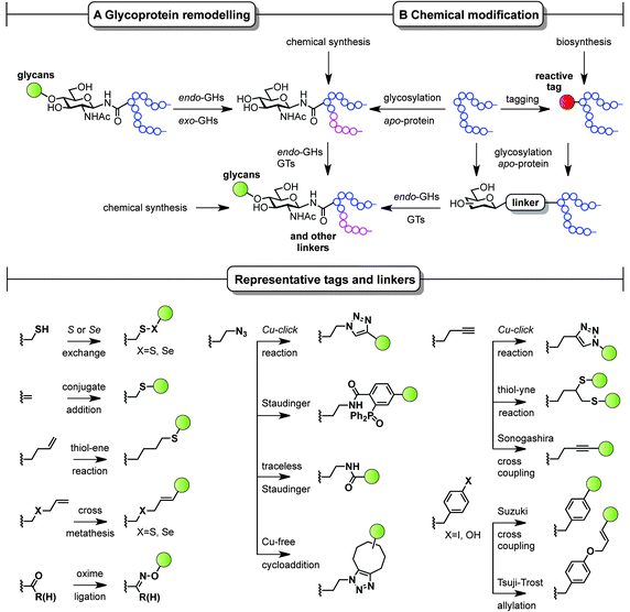 Synthetically defined glycoprotein vaccines: current status and future ...