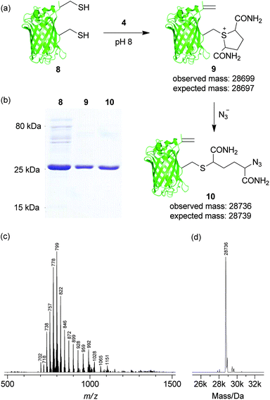 A novel approach to the site-selective dual labelling of a protein via ...