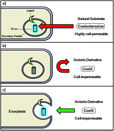 Development of cell-impermeable coelenterazine derivatives - Chemical ...