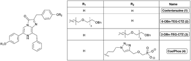 Development of cell-impermeable coelenterazine derivatives - Chemical ...