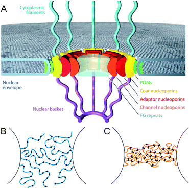 Physical modelling of the nuclear pore complex - Soft Matter (RSC ...