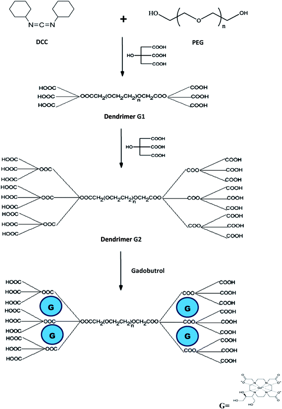 Cellular uptake, imaging and pathotoxicological studies of a novel Gd ...