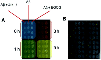 LED-based interferometric reflectance imaging sensor for the detection ...