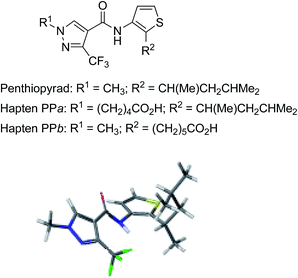Haptens, bioconjugates, and antibodies for penthiopyrad immunosensing ...