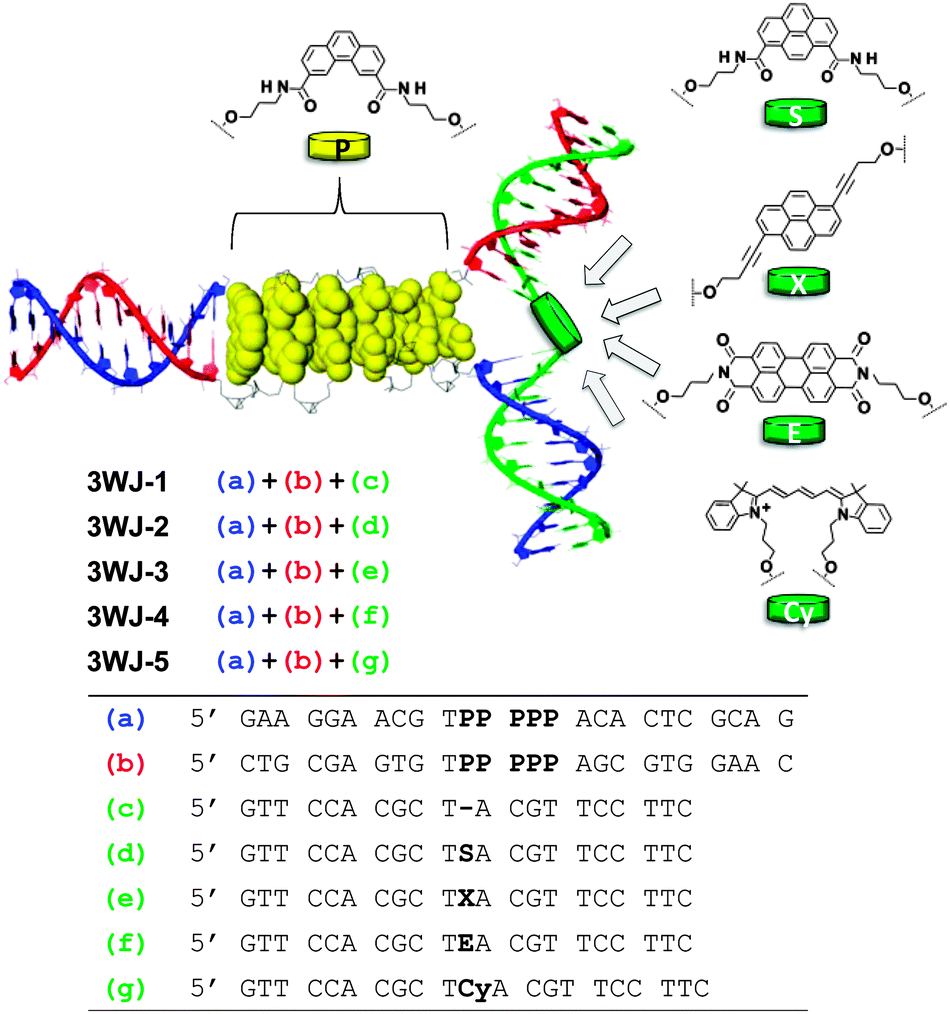 A modular LHC built on the DNA three-way junction - Chemical ...