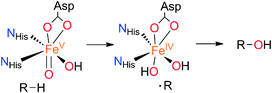 Evidence that steric factors modulate reactivity of tautomeric iron–oxo ...
