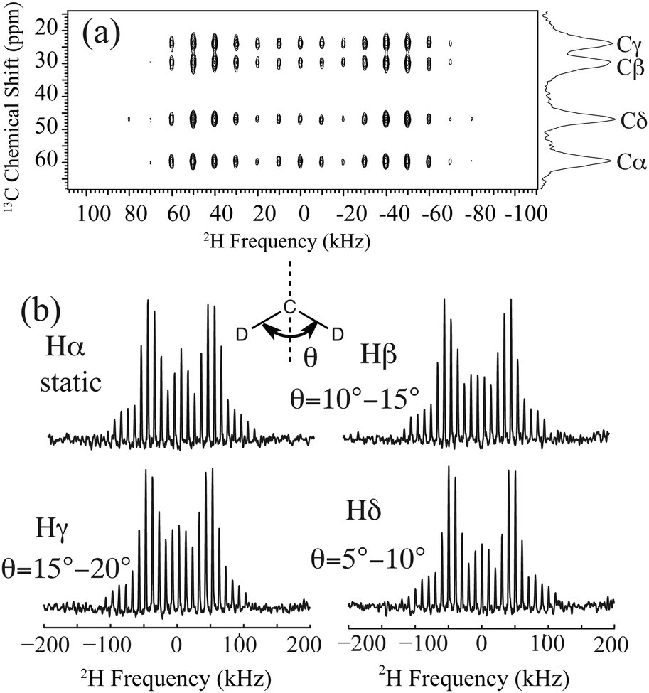 Elucidating proline dynamics in spider dragline silk fibre using 2 H ...