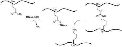 Site-specific protein labelling and immobilization mediated by ...