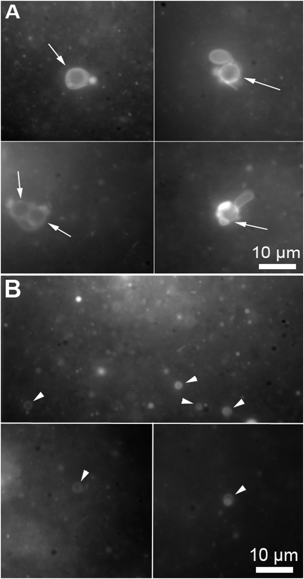Transmission of photo-catalytic function in a self-replicating chemical ...