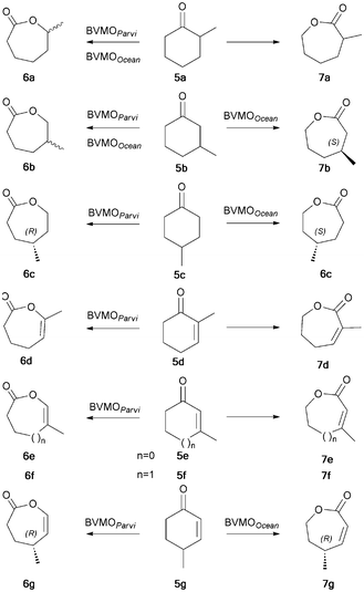 Broadening the scope of Baeyer–Villiger monooxygenase activities toward ...