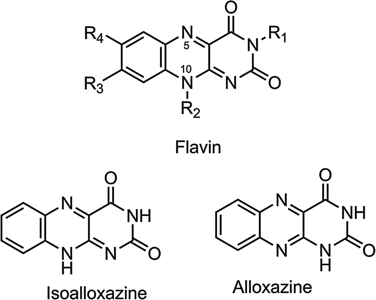 A novel flavin derivative reveals the impact of glucose on oxidative ...