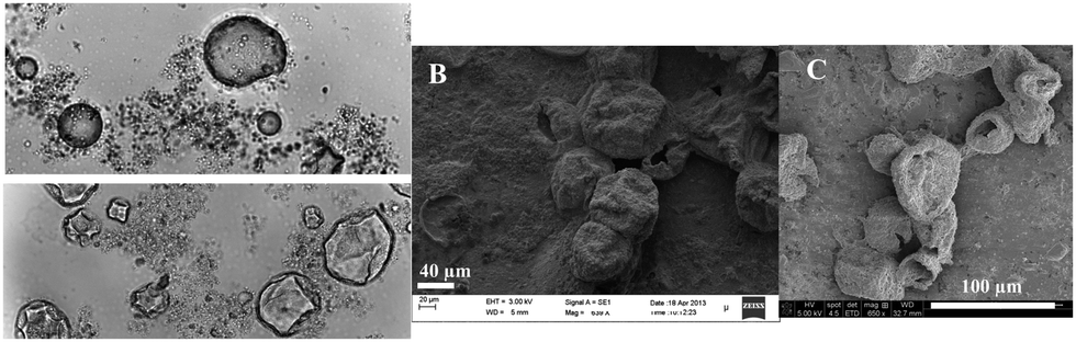 Compartmentalization of bacteria in microcapsules - Chemical ...