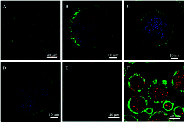 Compartmentalization of bacteria in microcapsules - Chemical ...