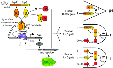 Rapid engineering of versatile molecular logic gates using heterologous ...