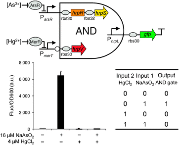 Rapid engineering of versatile molecular logic gates using heterologous ...