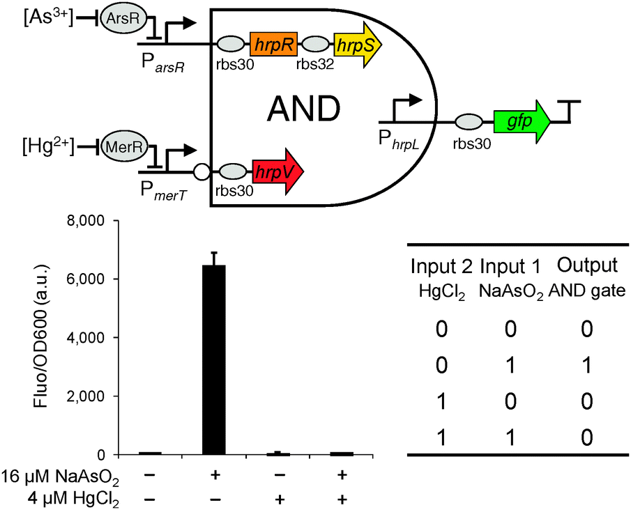 Rapid engineering of versatile molecular logic gates using heterologous ...