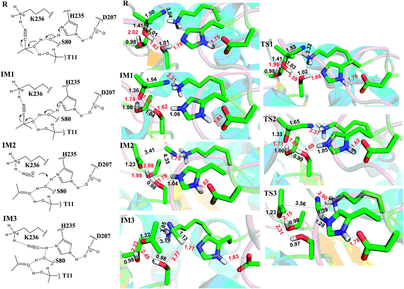 A full picture of enzymatic catalysis by hydroxynitrile lyases from ...