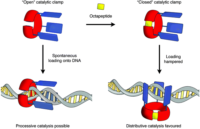 Functional interlocked systems - Chemical Society Reviews (RSC ...