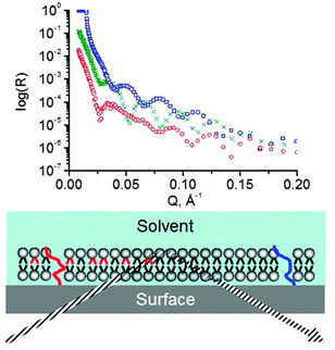 Label-free characterization of biomembranes: from structure to dynamics ...