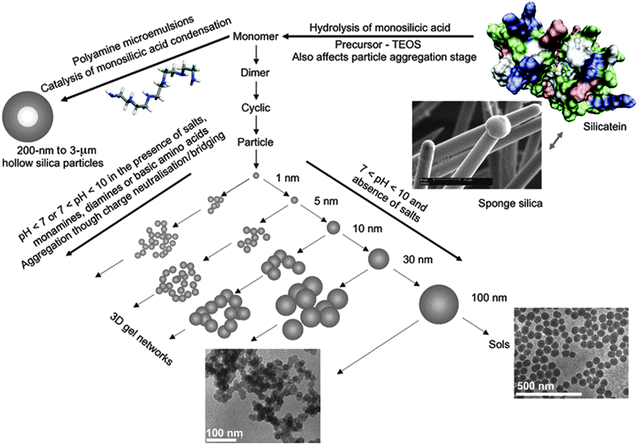 Pre-nucleation clusters as solute precursors in crystallisation ...