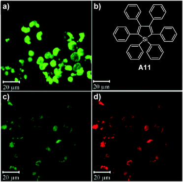 Polymer-encapsulated organic nanoparticles for fluorescence and ...