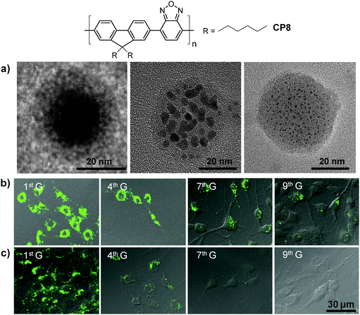 Polymer-encapsulated organic nanoparticles for fluorescence and ...