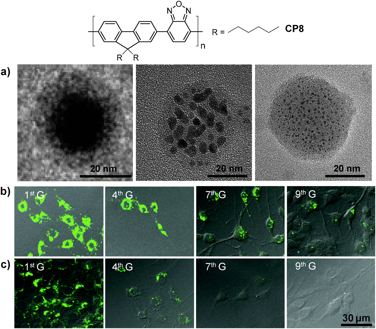 Polymer-encapsulated organic nanoparticles for fluorescence and ...