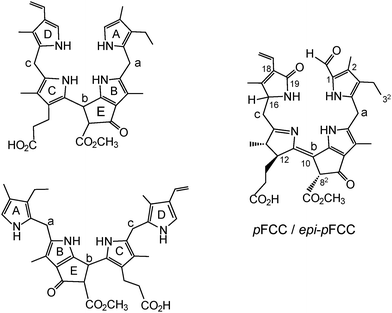 Phyllobilins – the abundant bilin-type tetrapyrrolic catabolites of the ...