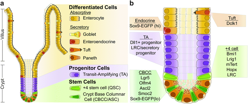 Unraveling intestinal stem cell behavior with models of crypt dynamics ...