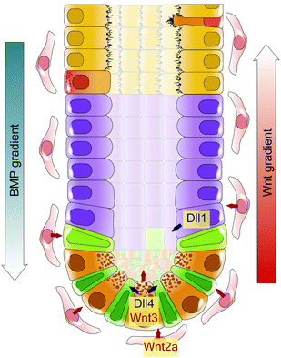 Unraveling intestinal stem cell behavior with models of crypt dynamics ...