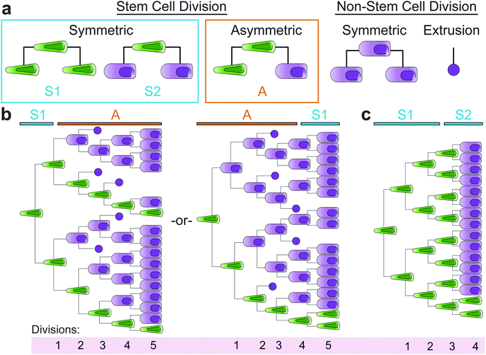 Unraveling intestinal stem cell behavior with models of crypt dynamics ...
